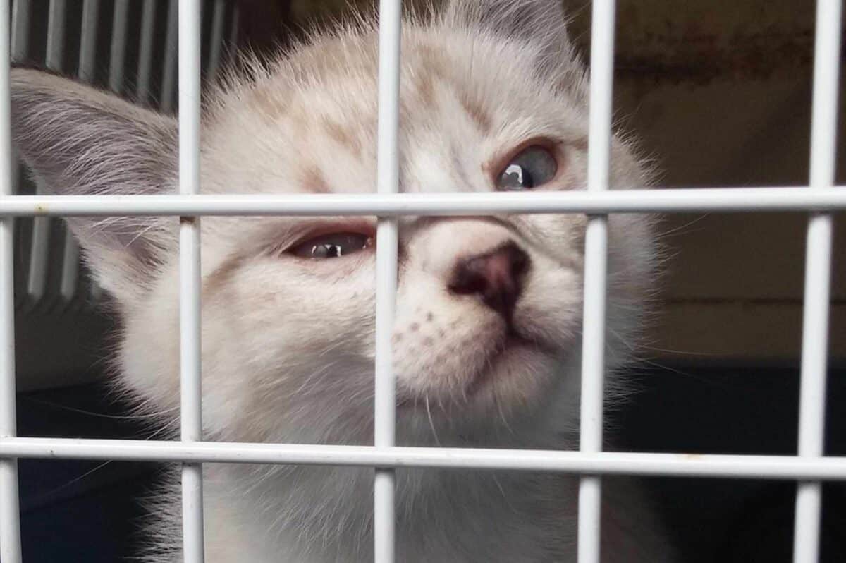 Tips for looking after your pet after surgery - Animal Emergency